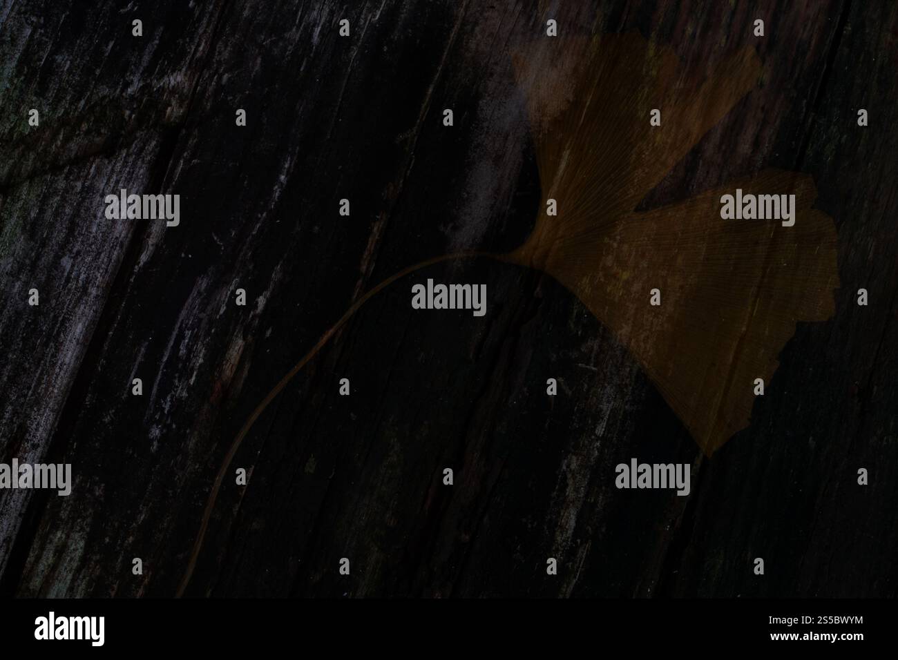 still life with fruits, leaves, wood, low key Stock Photo - Alamy