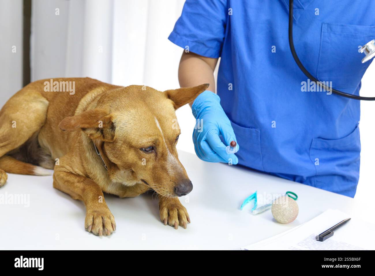 Dog on examination table of veterinarian clinic. Veterinary care. Vet ...