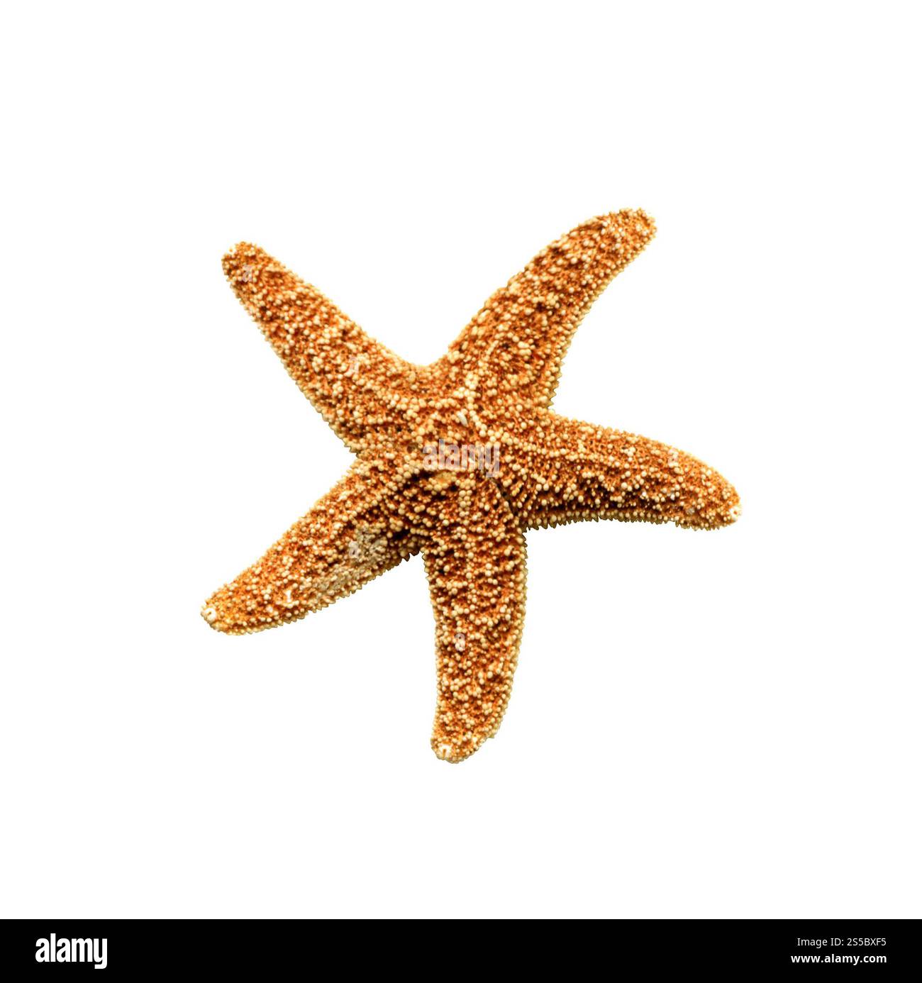 starfish isolated on white background. starfish isolated Stock Photo ...