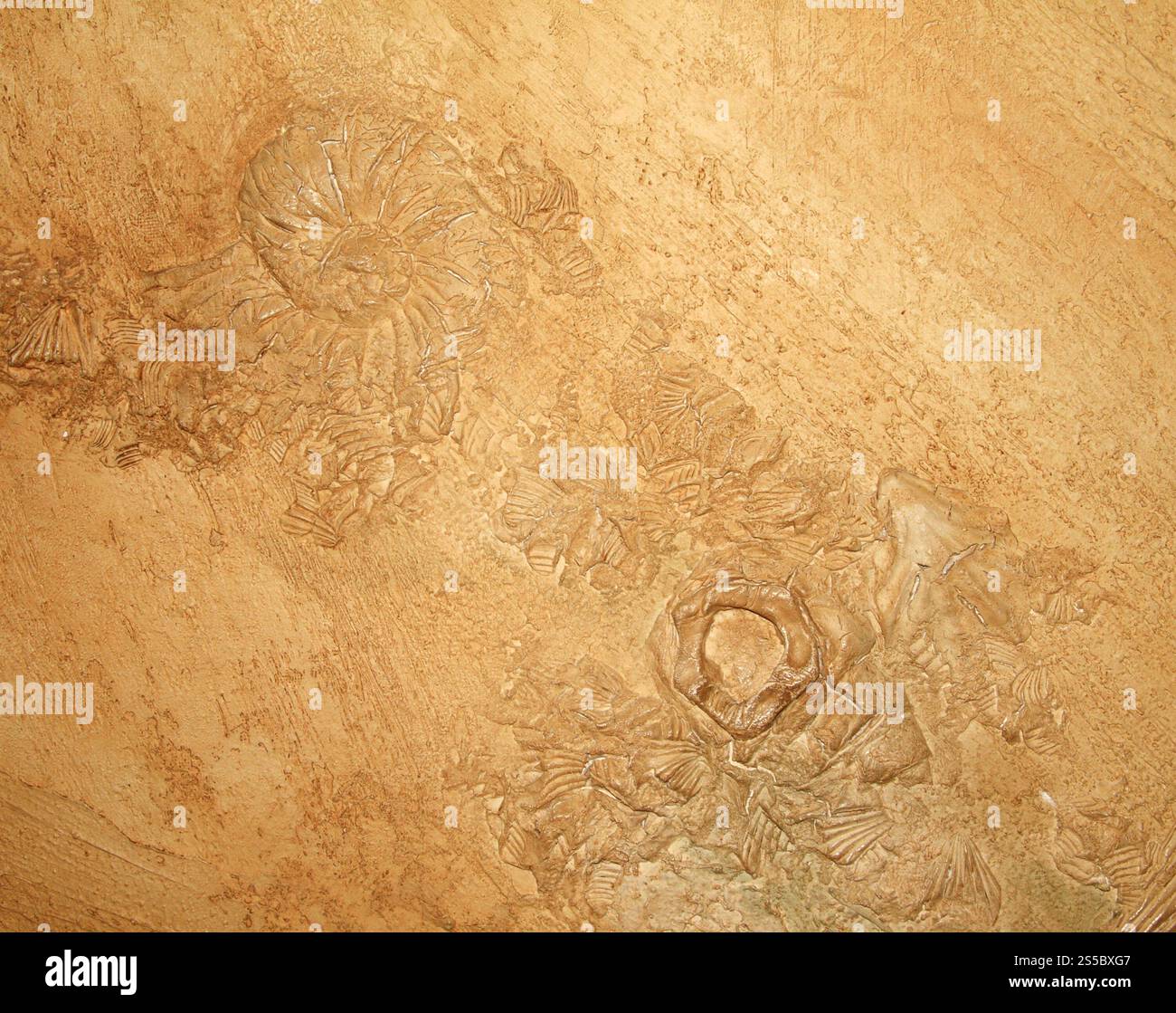Shell in stone sediment abstract background. Shell in stone sediment ...