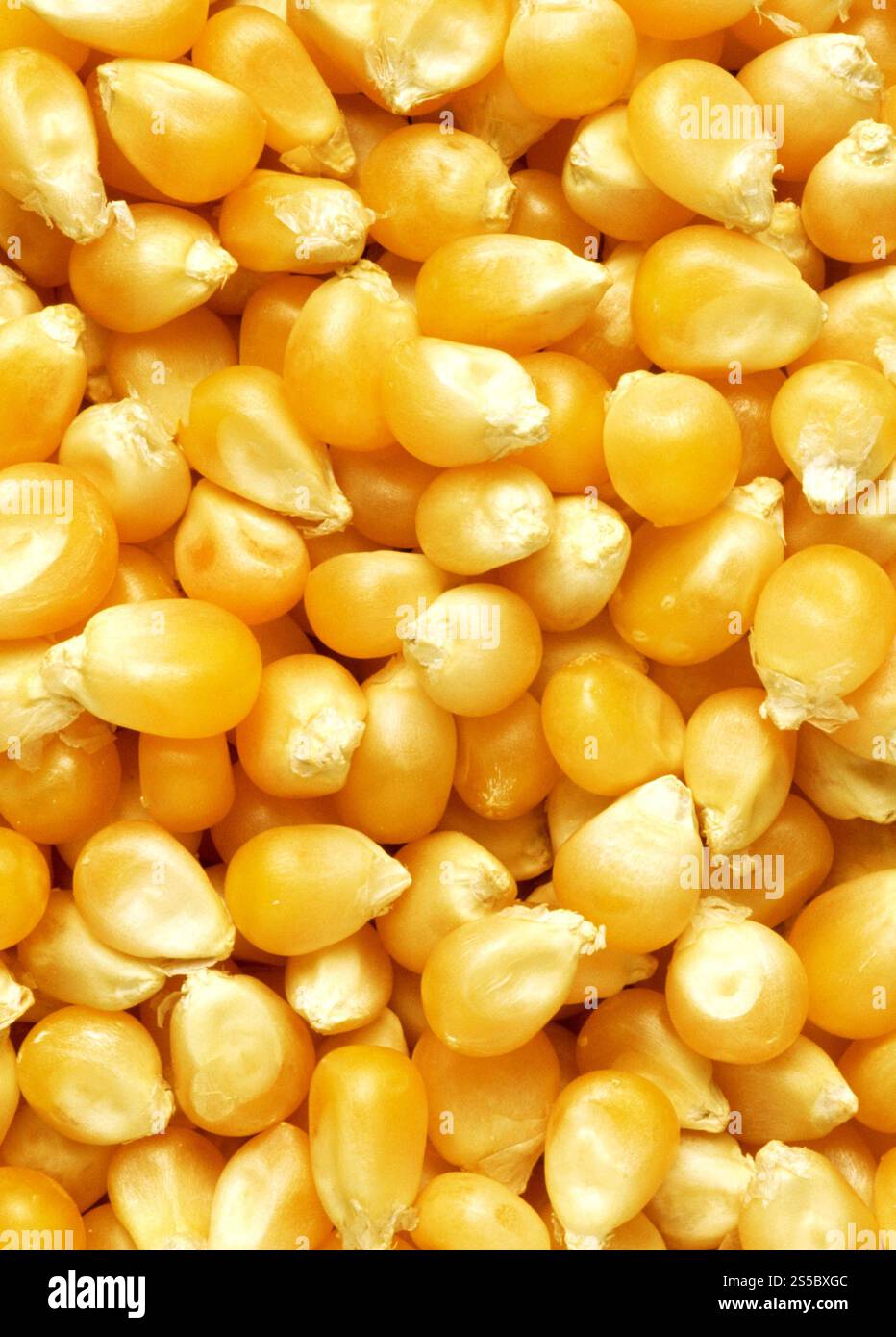 corn texture close up background. corn texture Stock Photo - Alamy