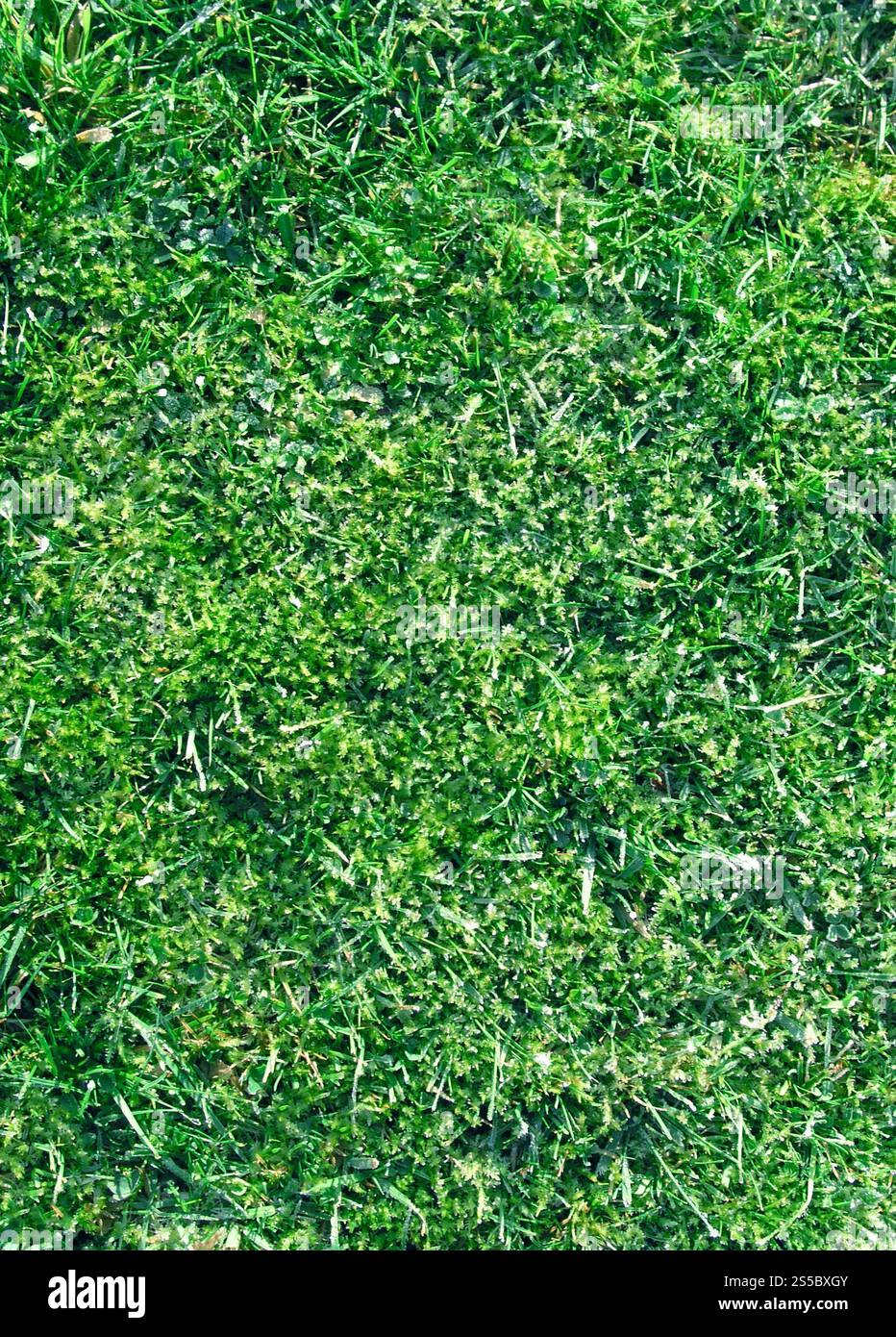 Grass closeup tecture background or texture. Grass closeup tecture Stock Photo - Alamy