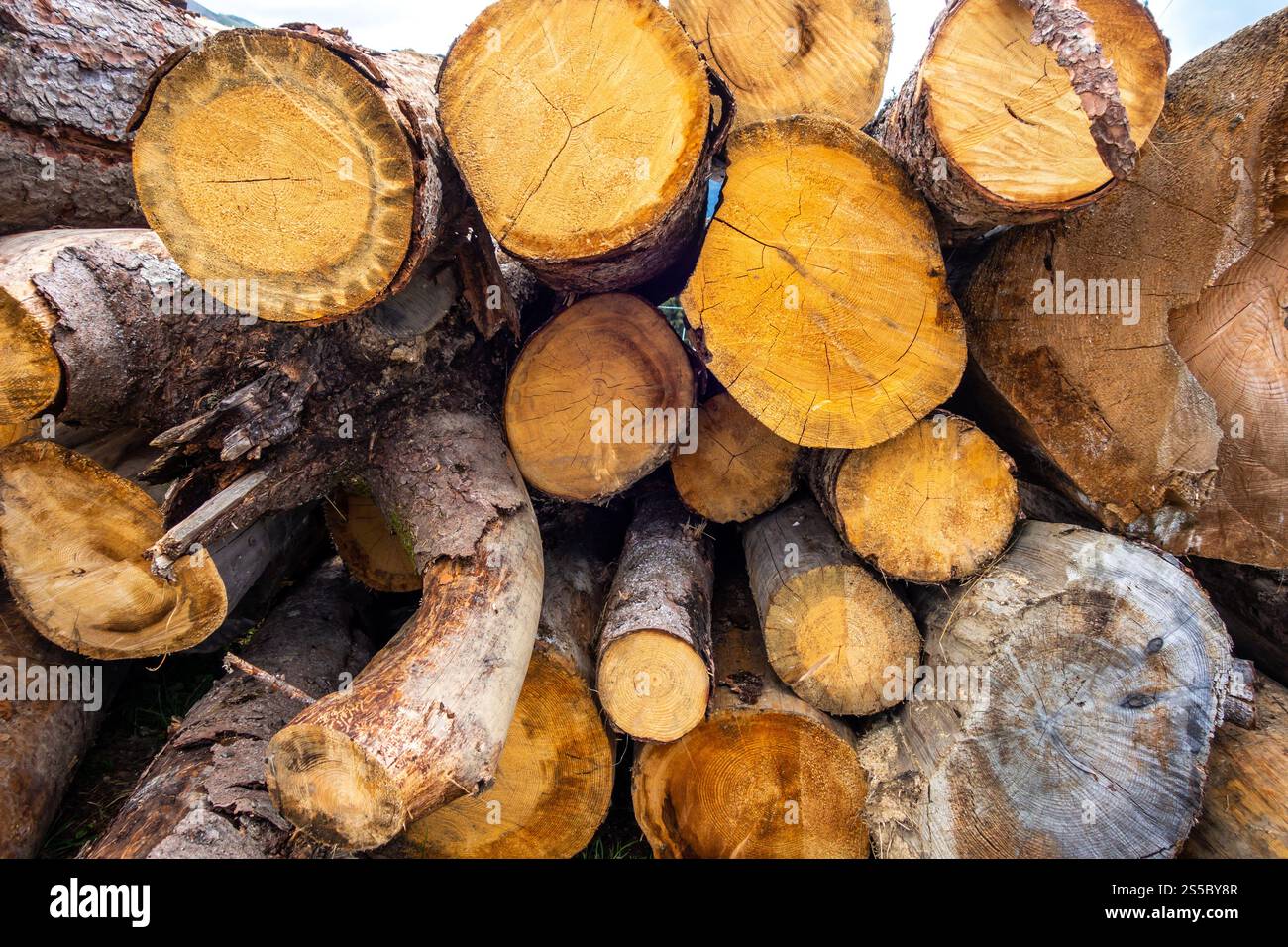 Stack of tree trunks in a mountain forest. Stack of tree trunks Stock ...