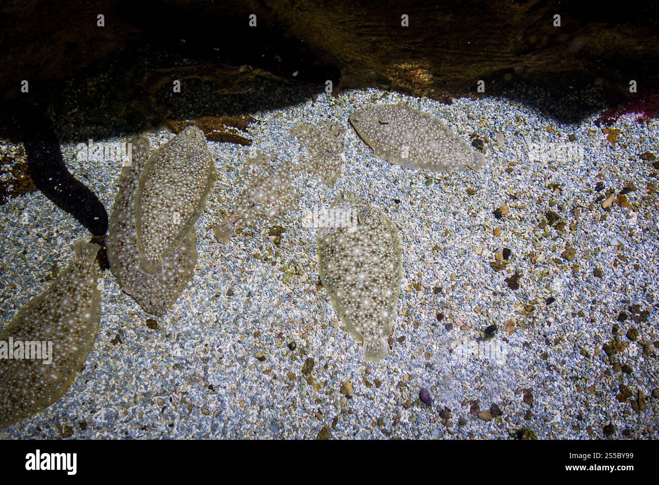 Underwater view of a Sole fish on the sand. Sole fish on the sand Stock ...