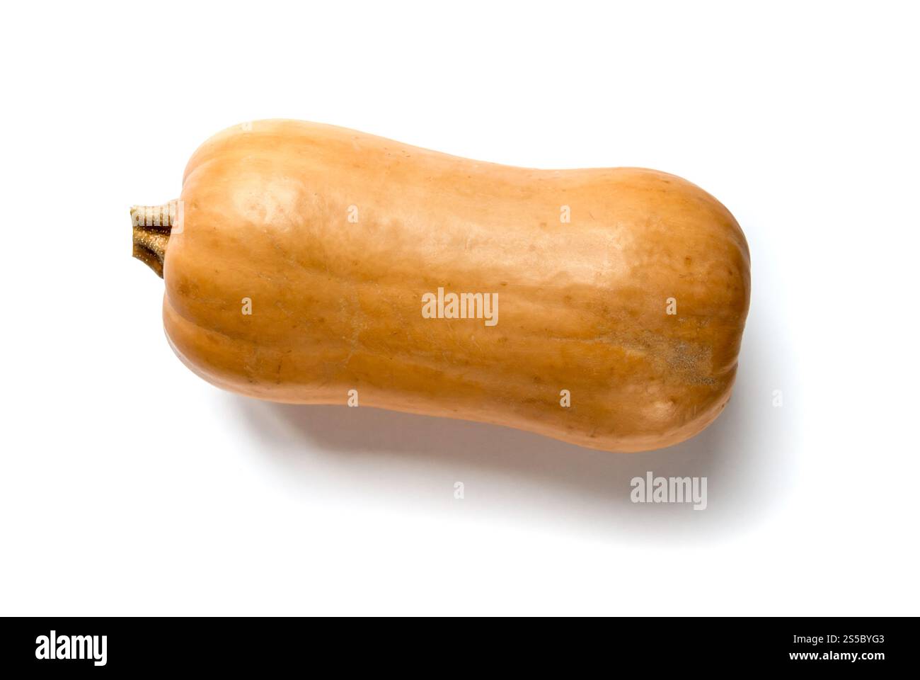 Fresh organic butternut squash isolated on white background. Butternut ...