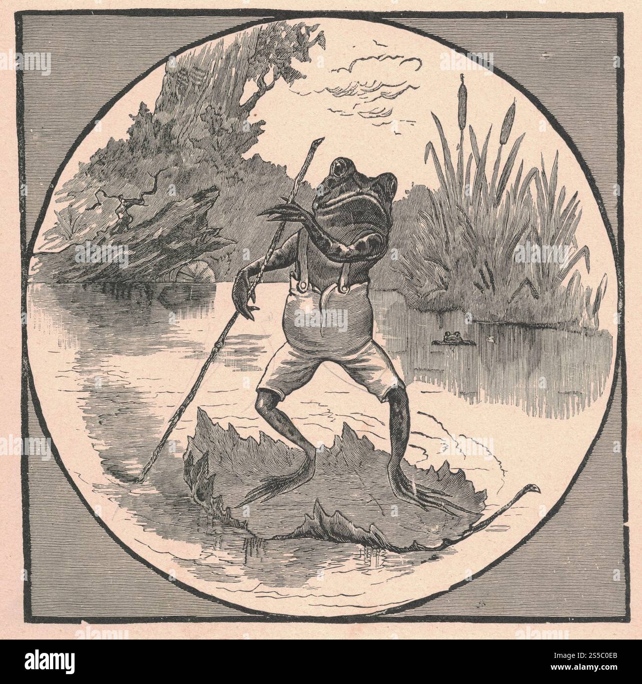 Black and white antique illustration shows a male frog sails on a leaf ...
