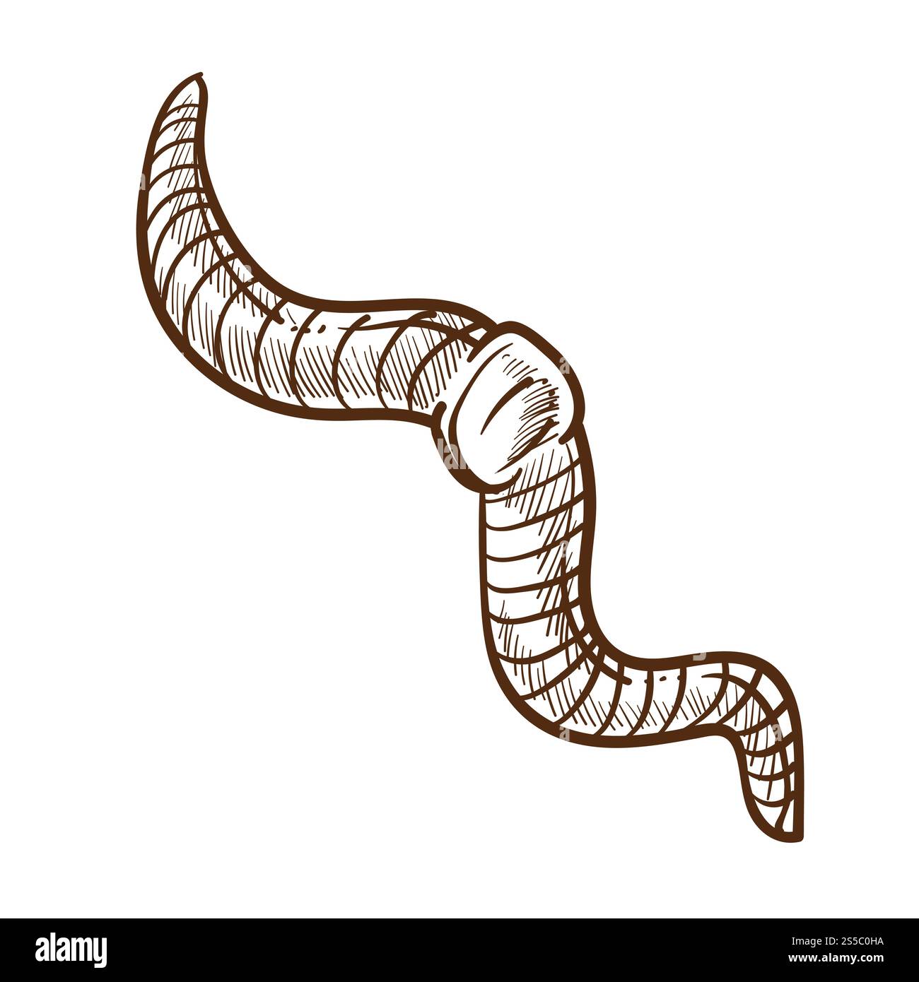 Earthworm monochrome outline sketch insect. Annelida rainworm with ...