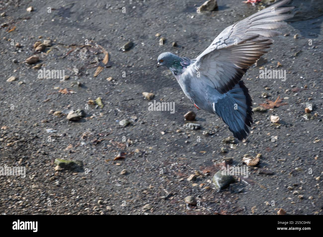 pigeon in mid-flight, taking off from a rocky surface. Its wings are ...