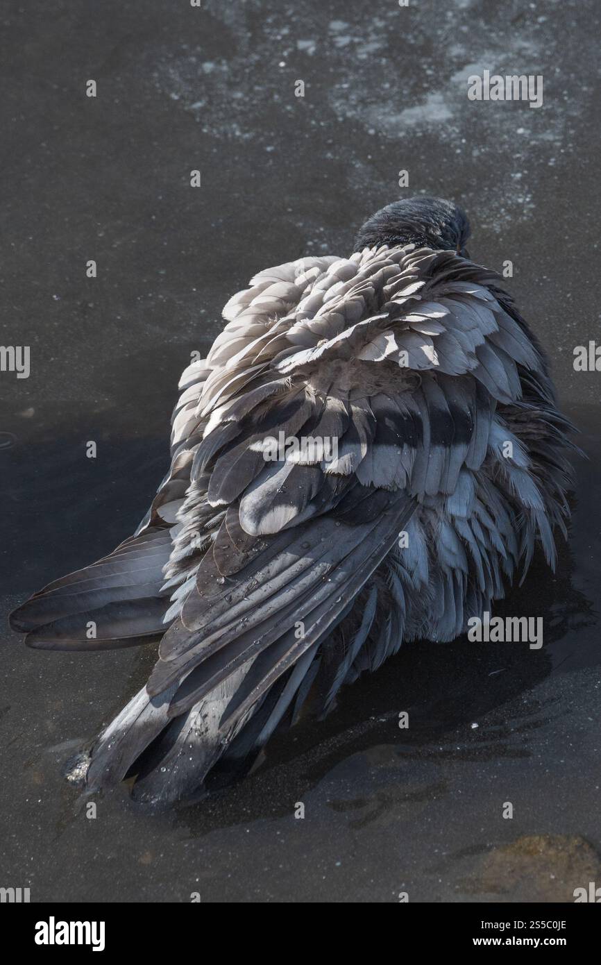 pigeon taking a refreshing bath in a shallow pool of water Stock Photo ...