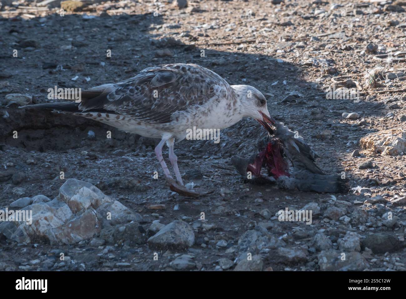 raw reality of seagull nature's food chain Stock Photo - Alamy