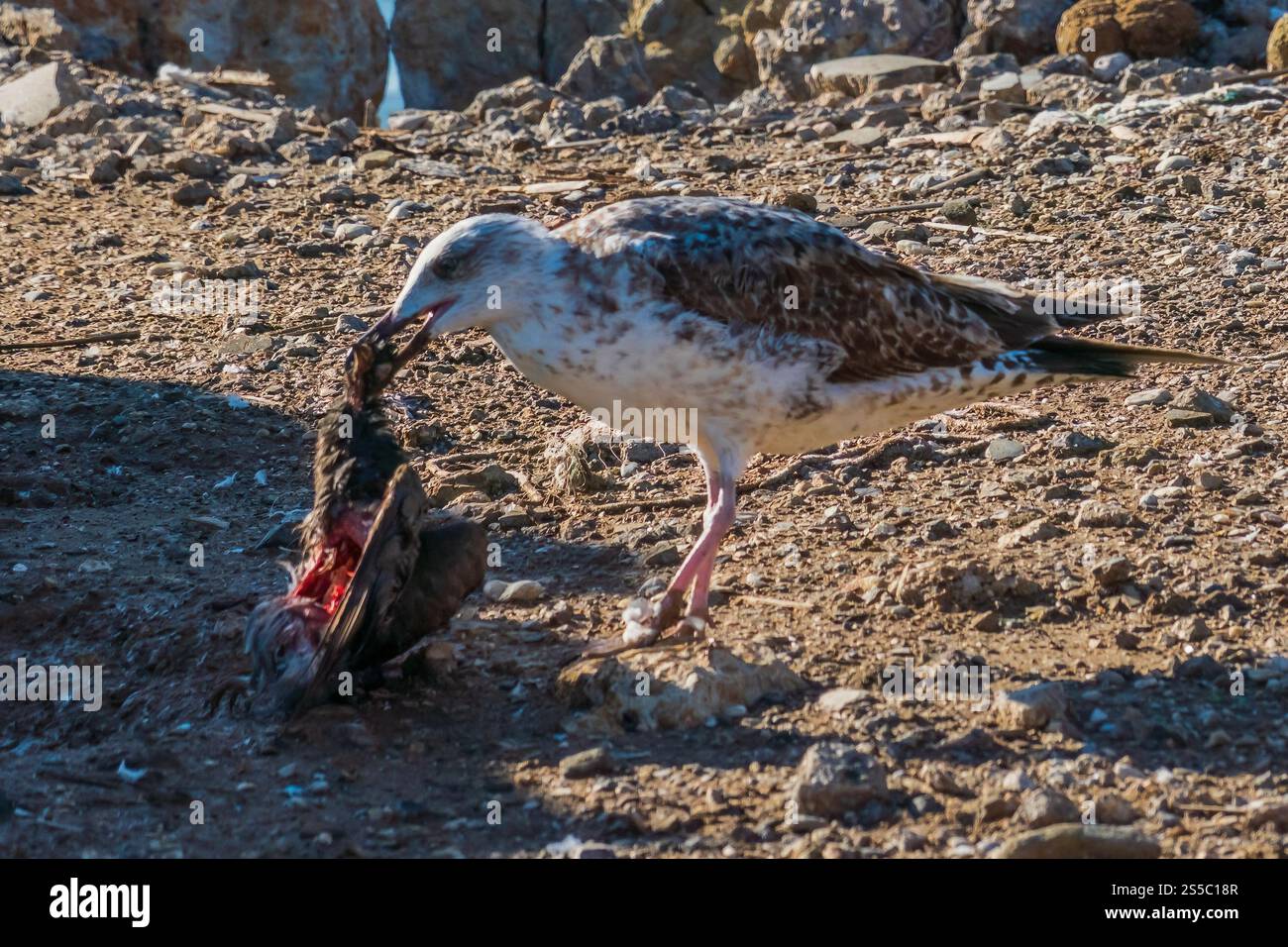 Seagull Feeding on Dead Bird in Harsh Natural Rocky Terrain During ...