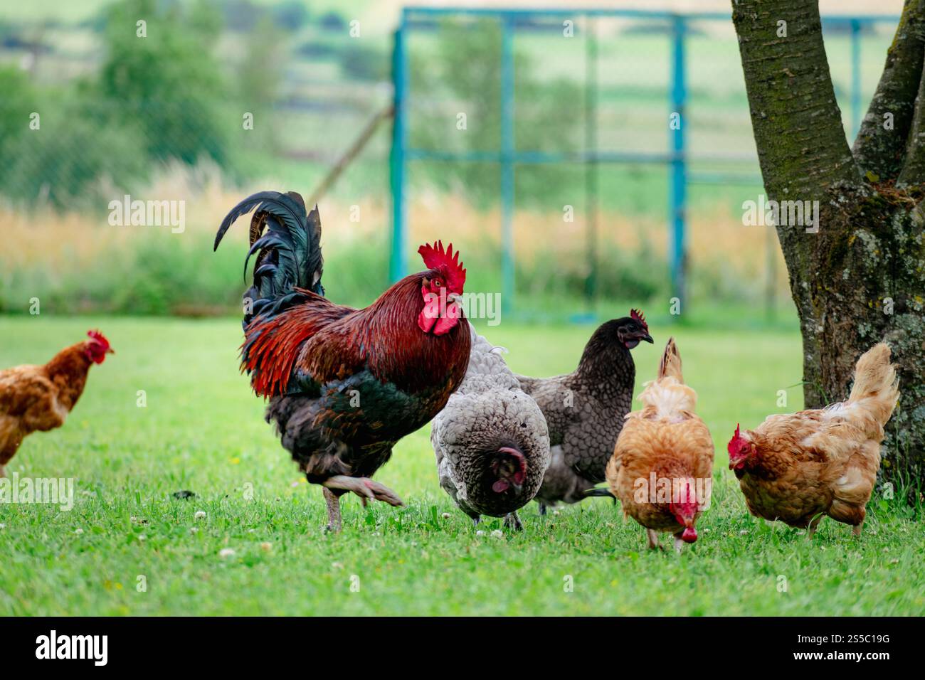 Free-range poultry with healthy diet Stock Photo - Alamy