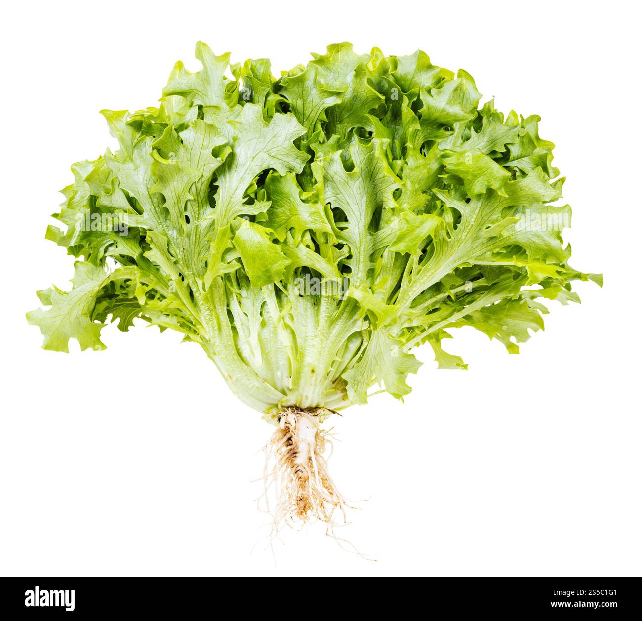 Endive chicory cichorium endivia hi-res stock photography and images ...