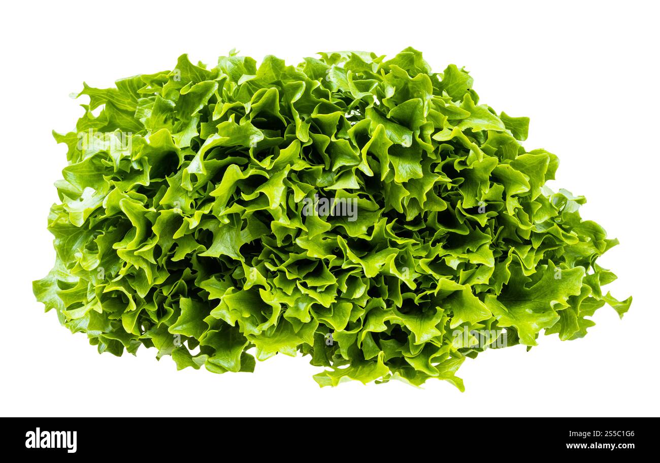 Endive chicory cichorium endivia hi-res stock photography and images ...