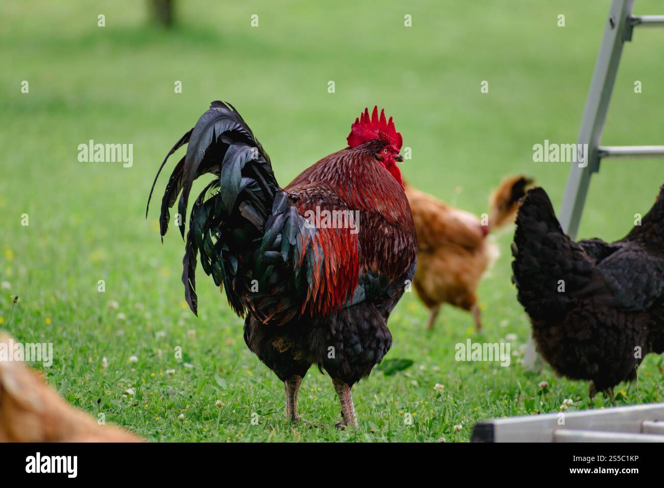 Free-range poultry with healthy diet Stock Photo - Alamy