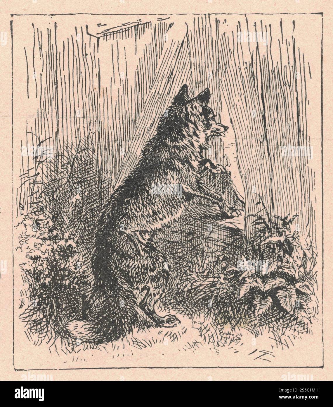 Black and white antique illustration shows a fox looks through the ...
