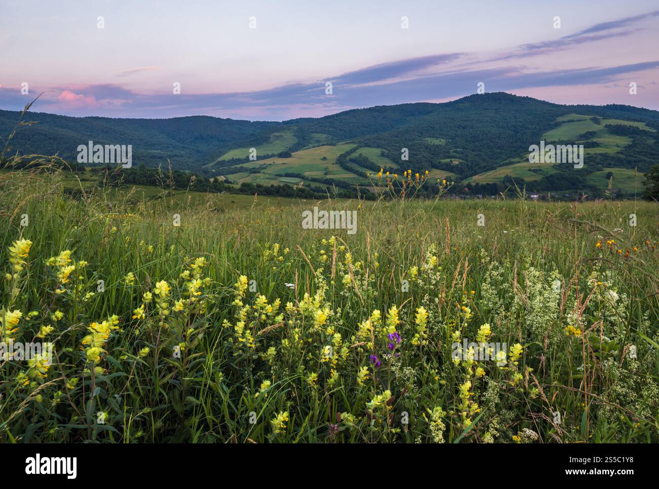 Picturesque June Carpathian mountain countryside meadows. Abundance of ...