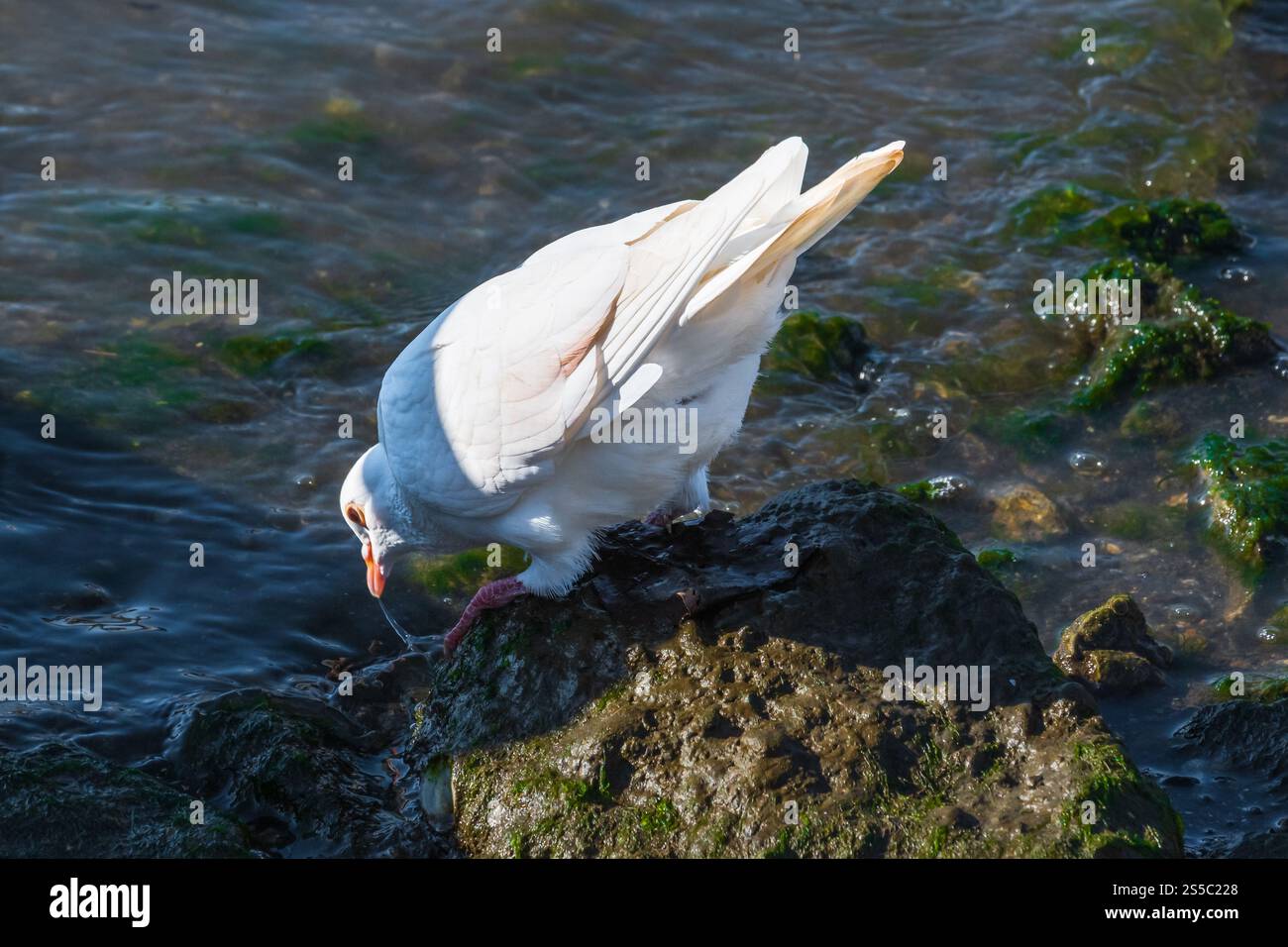 white pigeon drinking sea water at seaside Stock Photo - Alamy