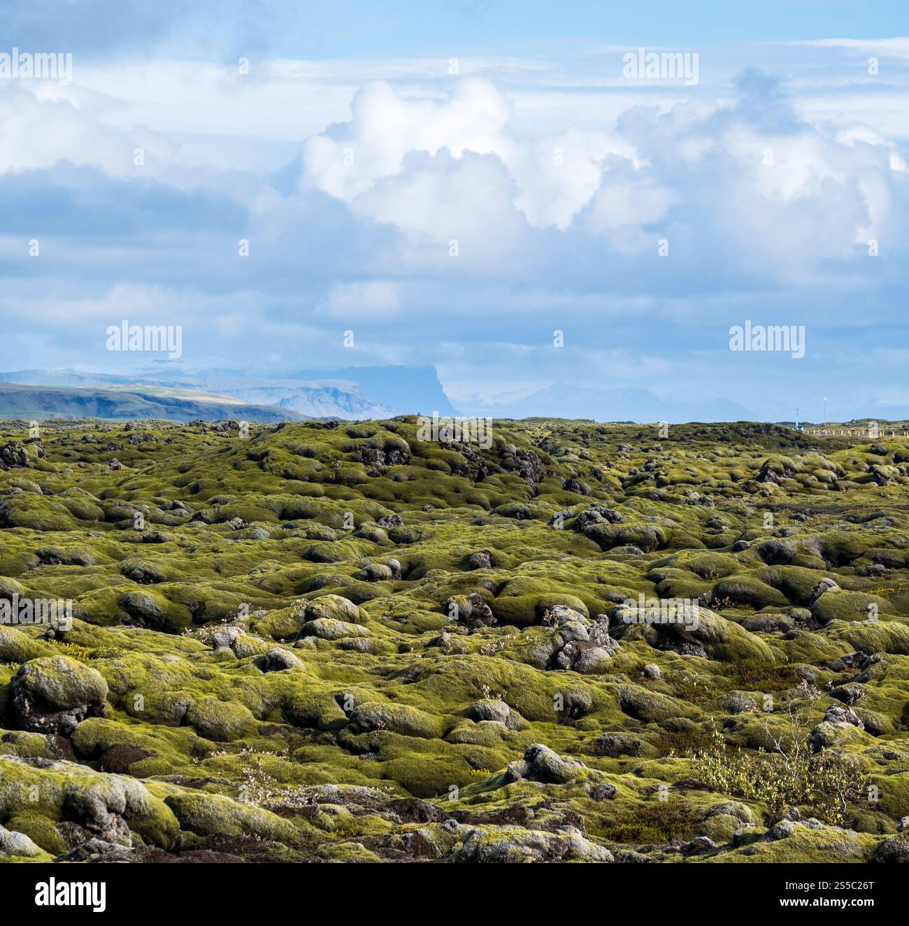 Scenic autumn green lava fields near Fjadrargljufur Canyon in Iceland ...