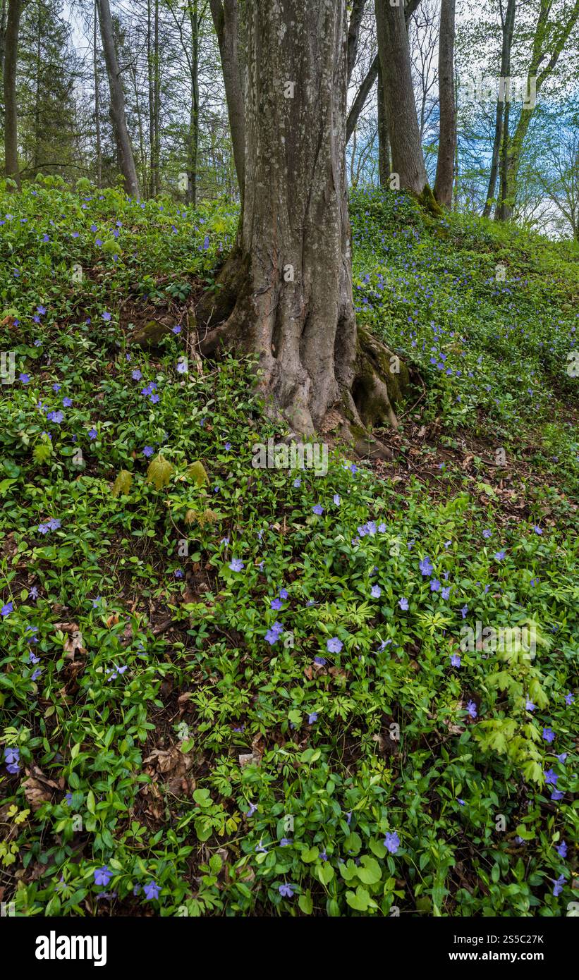 Periwinkle blooming in spring forest hi-res stock photography and ...