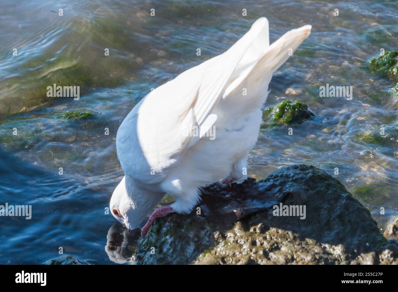 white pigeon drinking sea water Stock Photo - Alamy