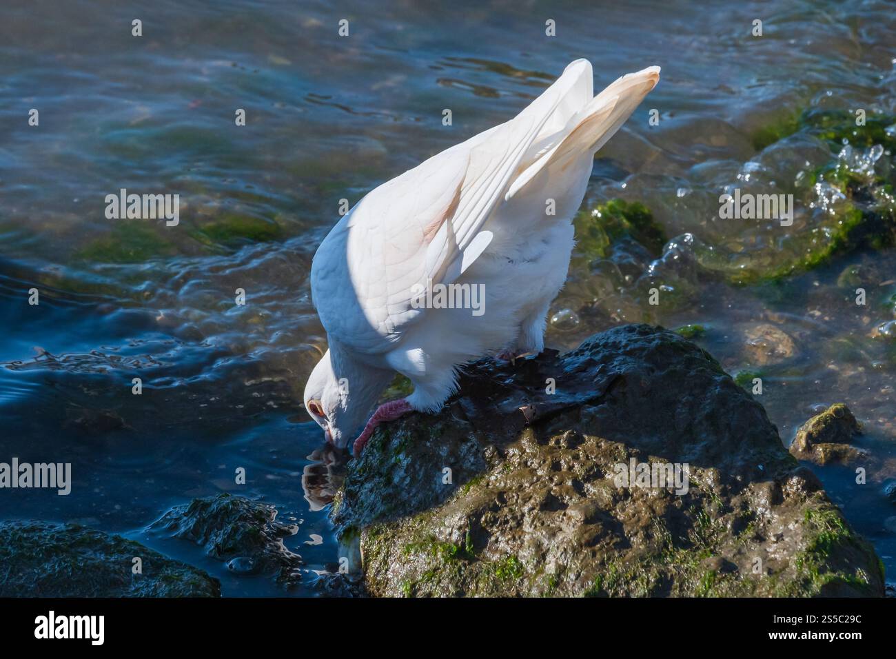 white pigeon drinking sea water.perched on a rock at seaside Stock ...