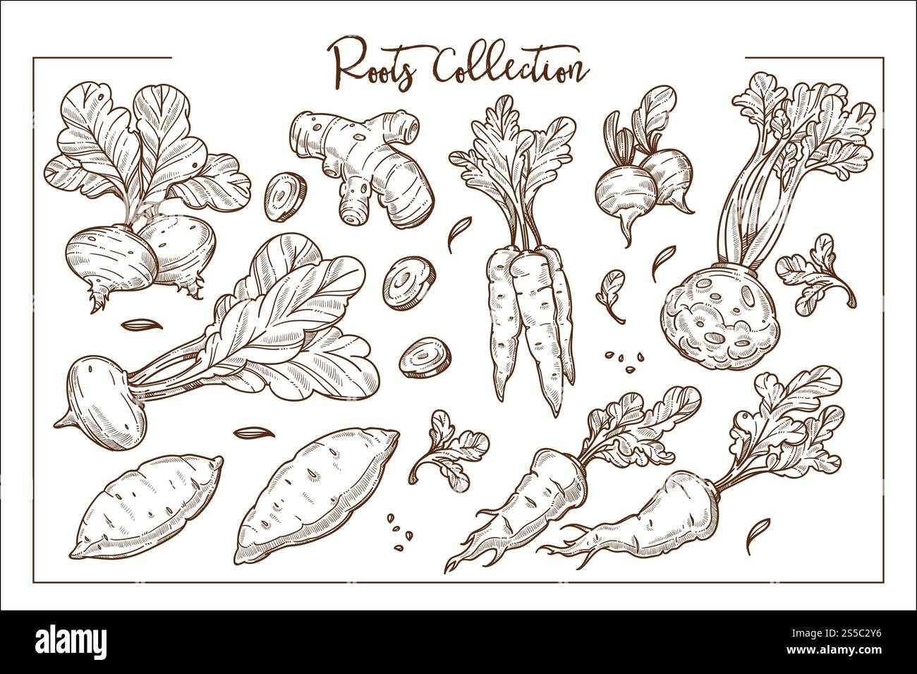 Edible organic roots grown at farm monochrome collection. Sweet ...