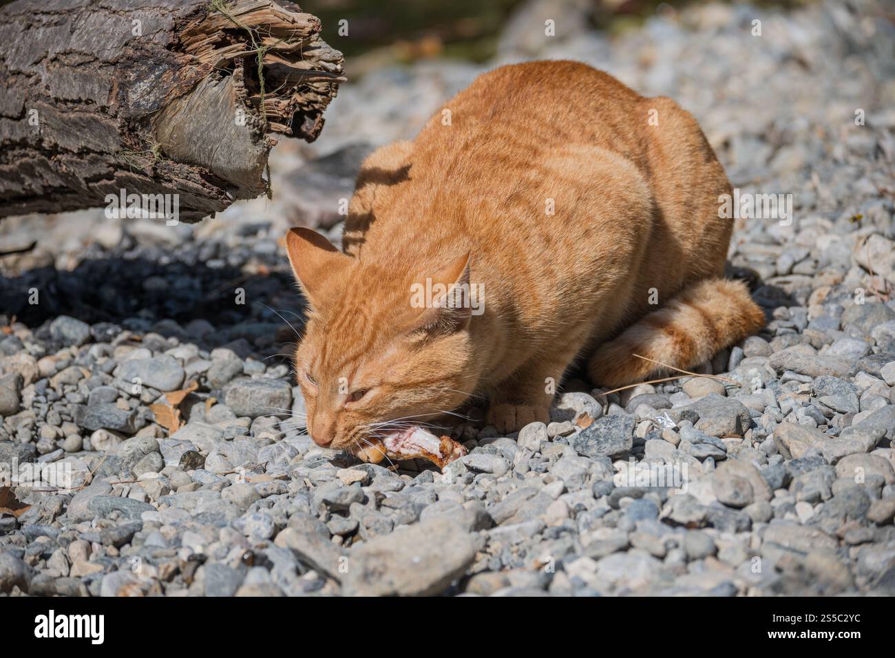 orange cat eating chicken barbecue Stock Photo - Alamy
