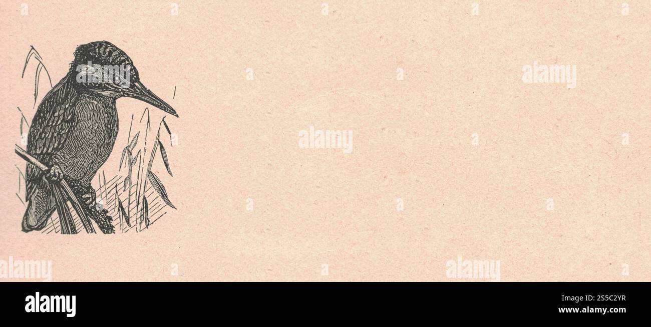 Black and white antique illustration shows a kingfisher. Vintage illustration shows the ...