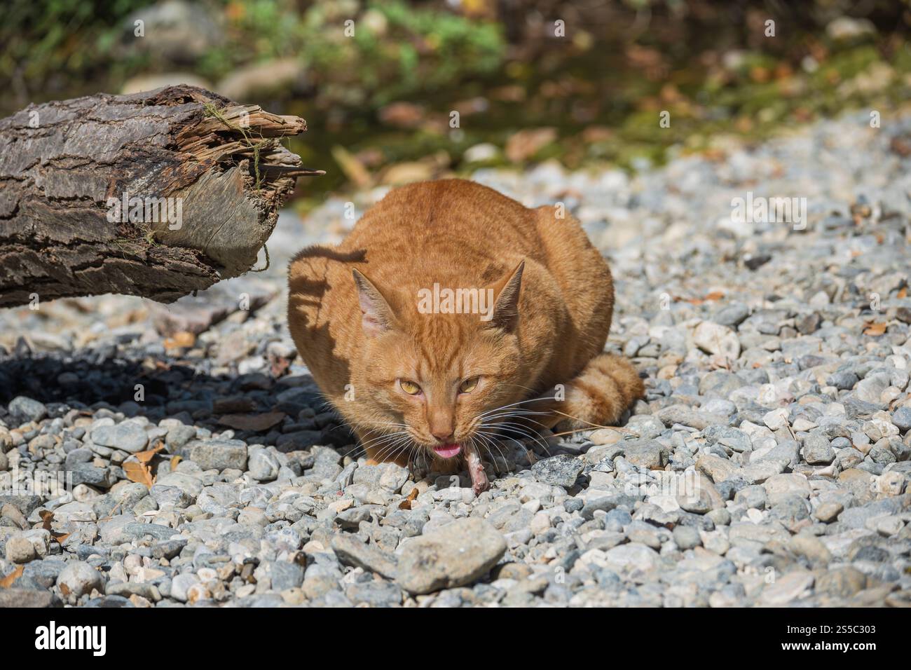 cat mouth is open wide, revealing sharp teeth, and its eyes are focused ...