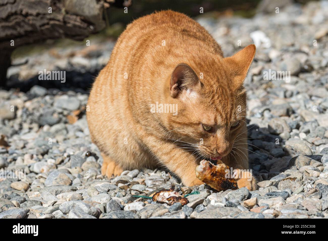 cat devouring a piece of food Stock Photo - Alamy