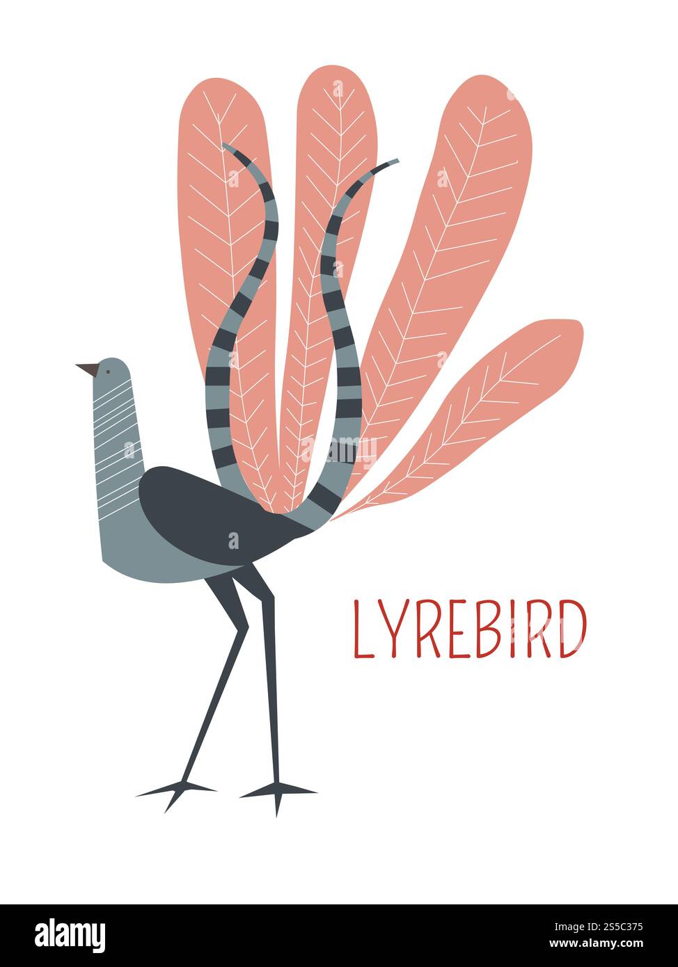 Lyrebird cartoon funny cute bird from vector Australian or New Zealand ...