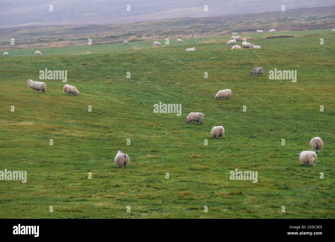 Icelandic sheep herd grazes on a mountainside. View during auto trip ...