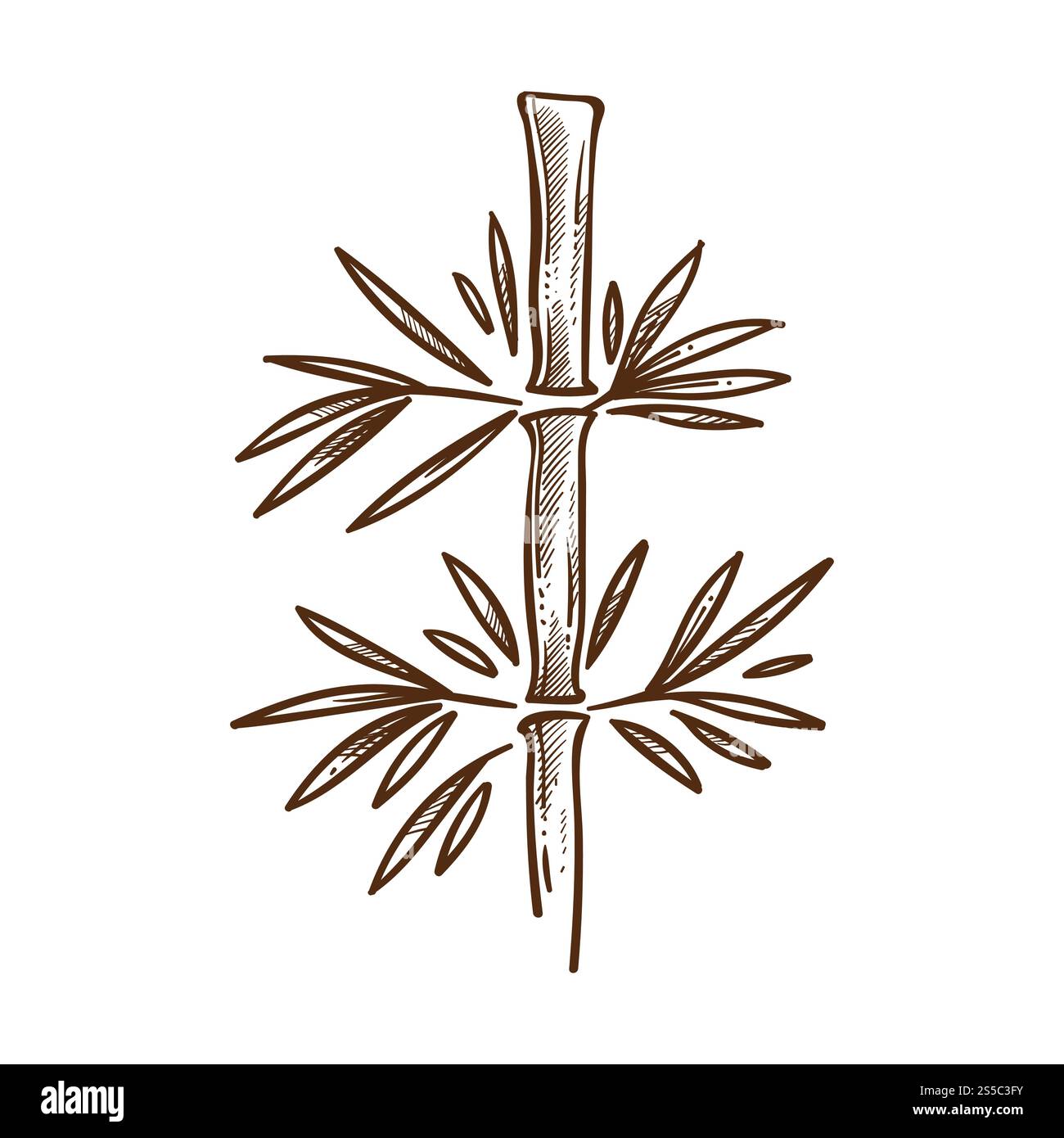 Janapese traditional plant bamboo monochrome sketch outline. Woody high ...