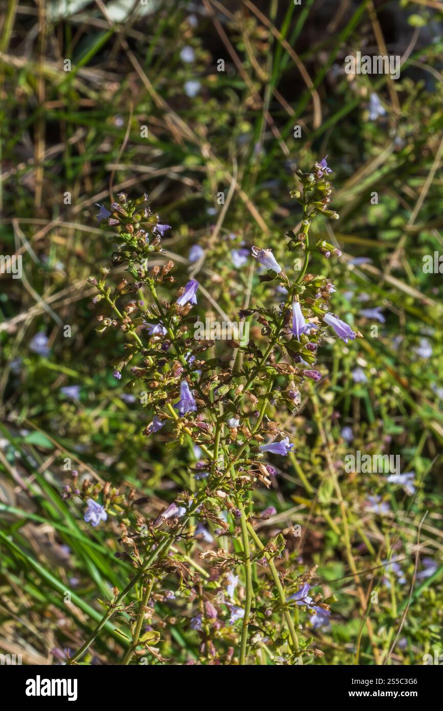 A cluster of delicate purple flowers blooms amidst a bed of green ...