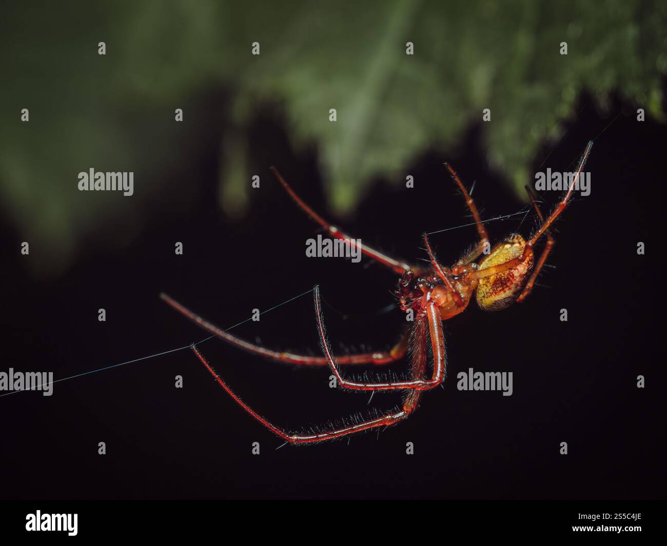 A leaf curling spider building a web Stock Photo - Alamy