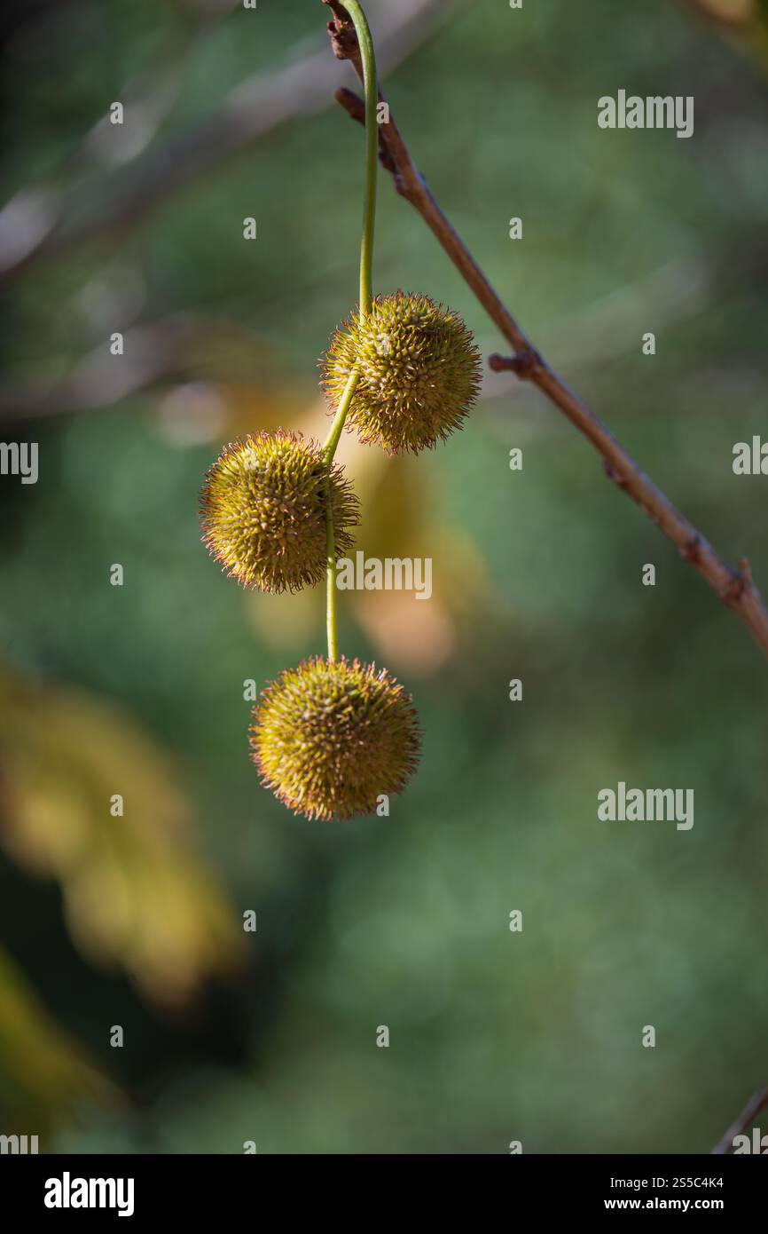 Seed pods detail hi-res stock photography and images - Alamy