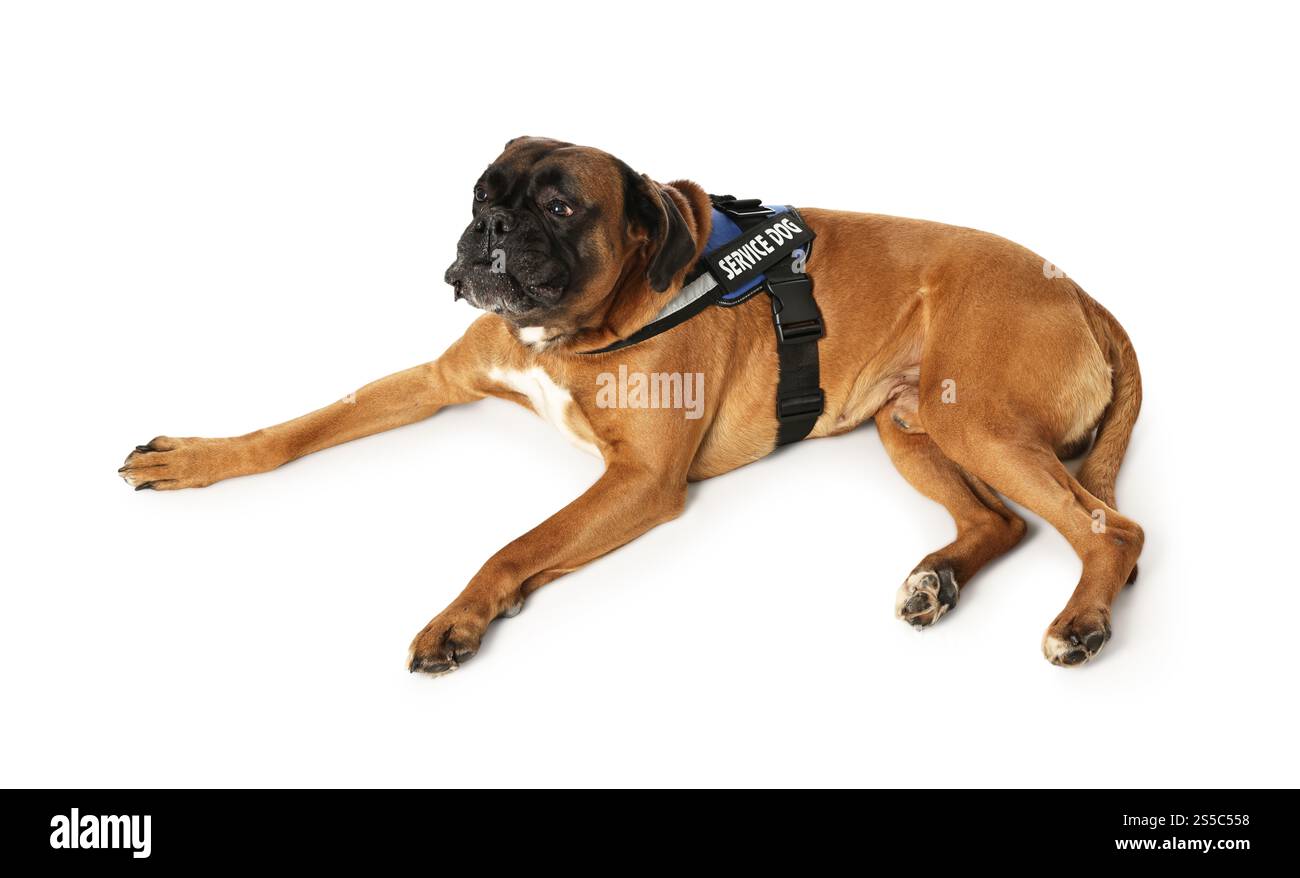 Cute service dog in vest on white background Stock Photo - Alamy