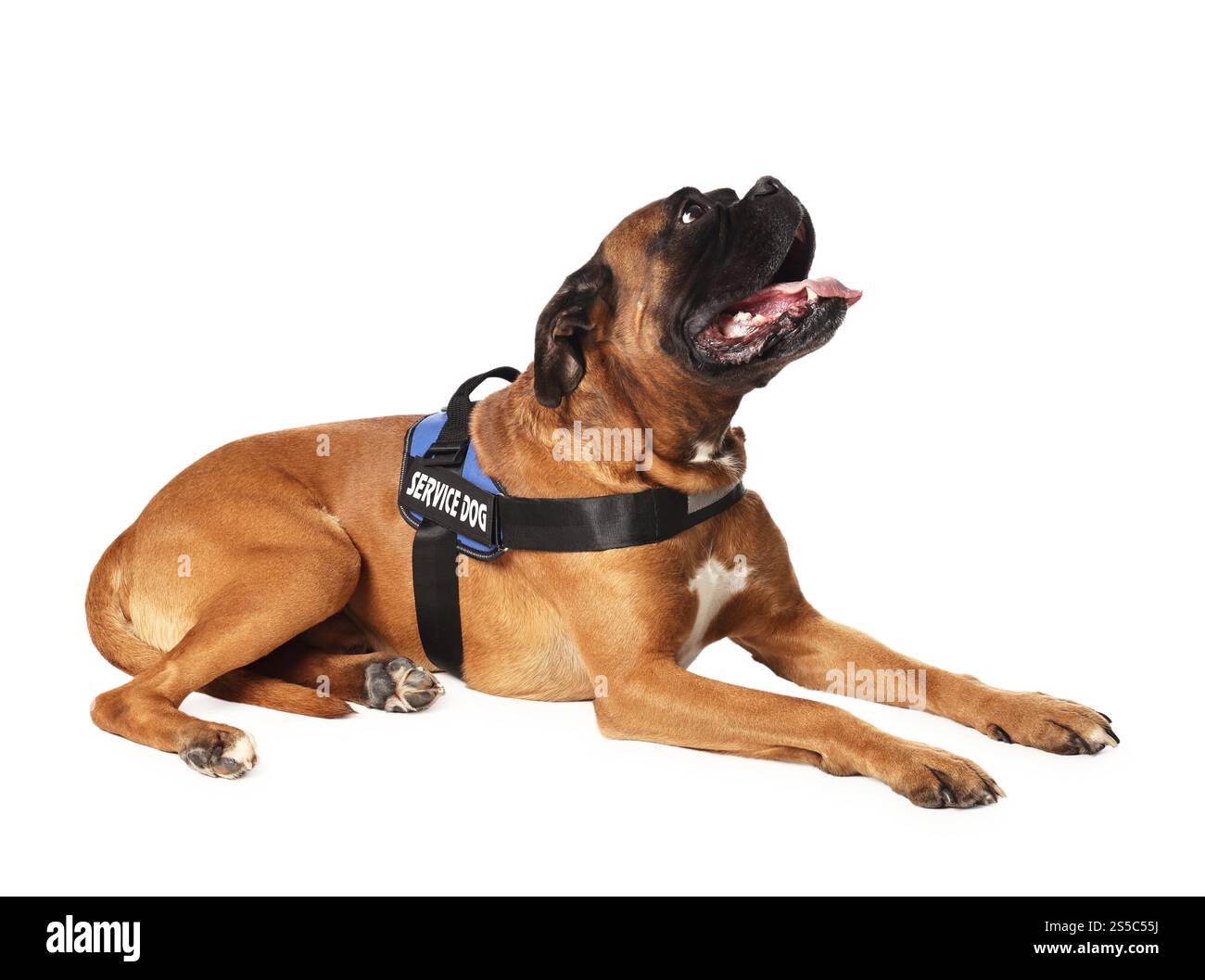 Cute service dog in vest on white background Stock Photo - Alamy