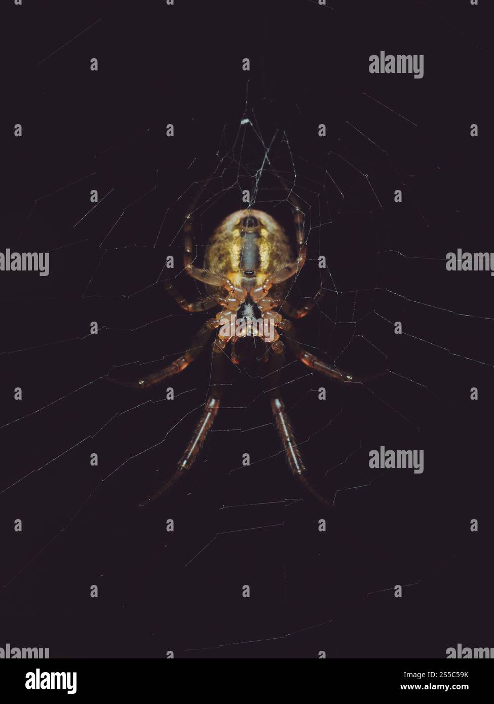 Lesser Garden Spider building a web Stock Photo - Alamy