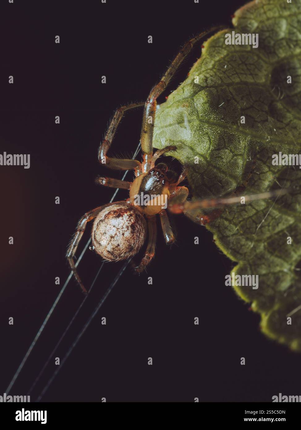Lesser Garden Spider building a web Stock Photo - Alamy