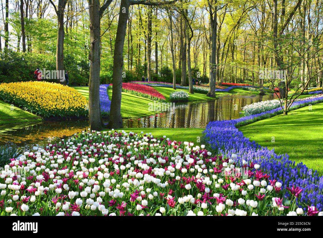 Keukenhof gardens blooming spring flowers by the pond. Colorful tulips ...