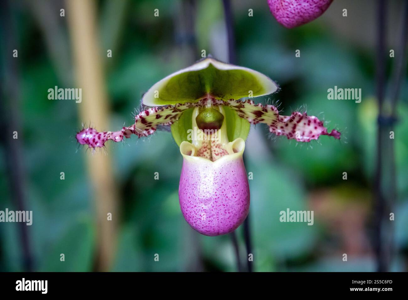 Orchid flower, Hybrid American Paphiopedilum. Tropical floral ...