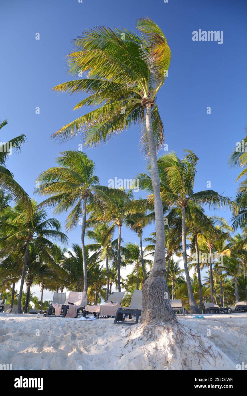 Palm tree at the white sand beach in Yucatan, Mexico Stock Photo - Alamy
