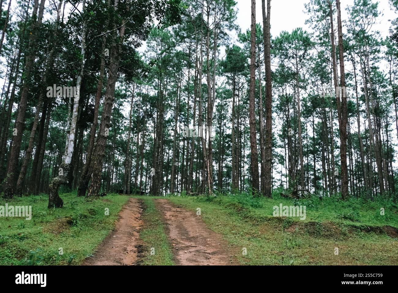 Bottom view of tall old trees in evergreen primeval forest Nature Pine Park Stock Photo - Alamy