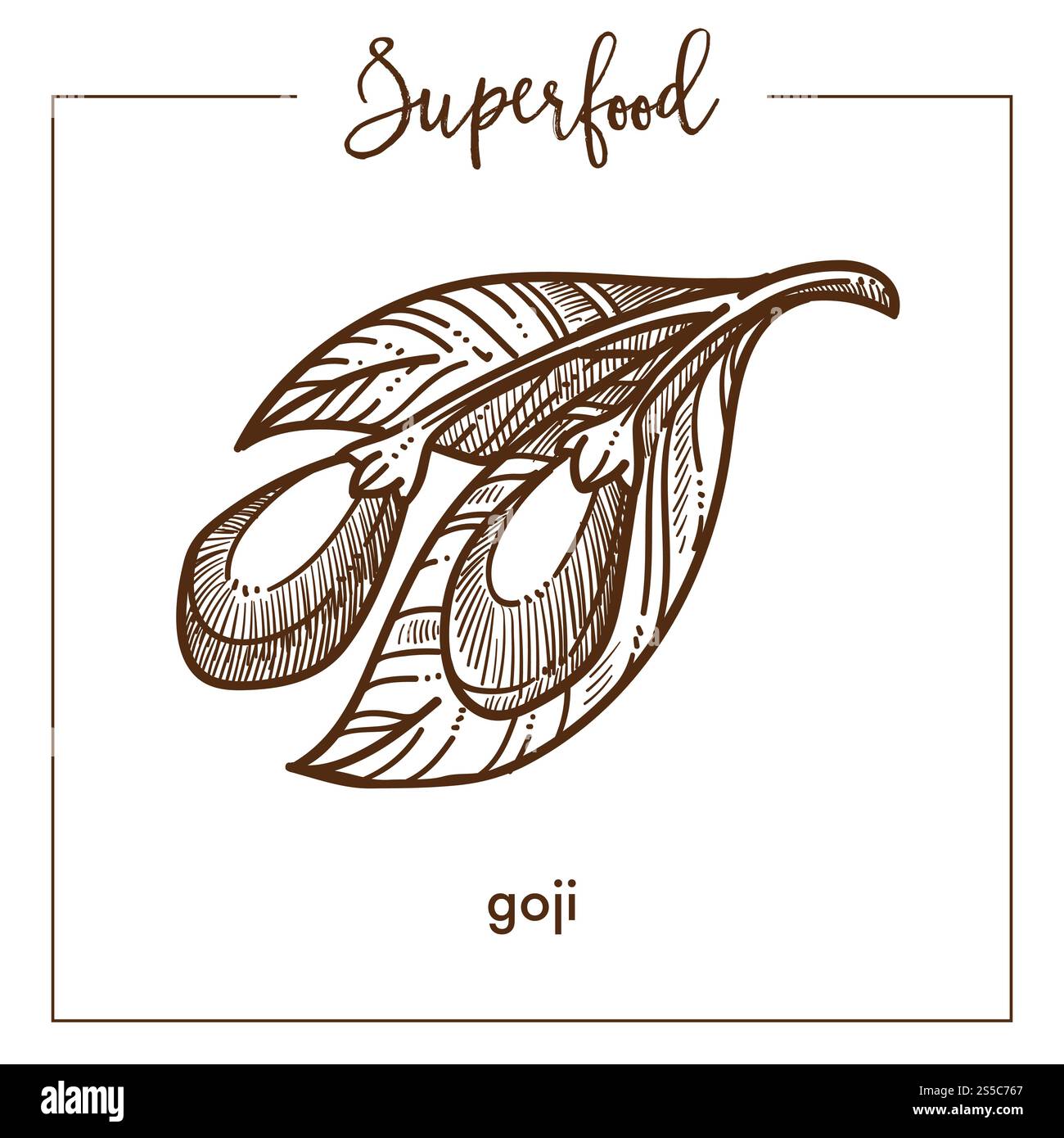 Goji berries with leaves monochrome superfood sepia sketch. Healthy ...