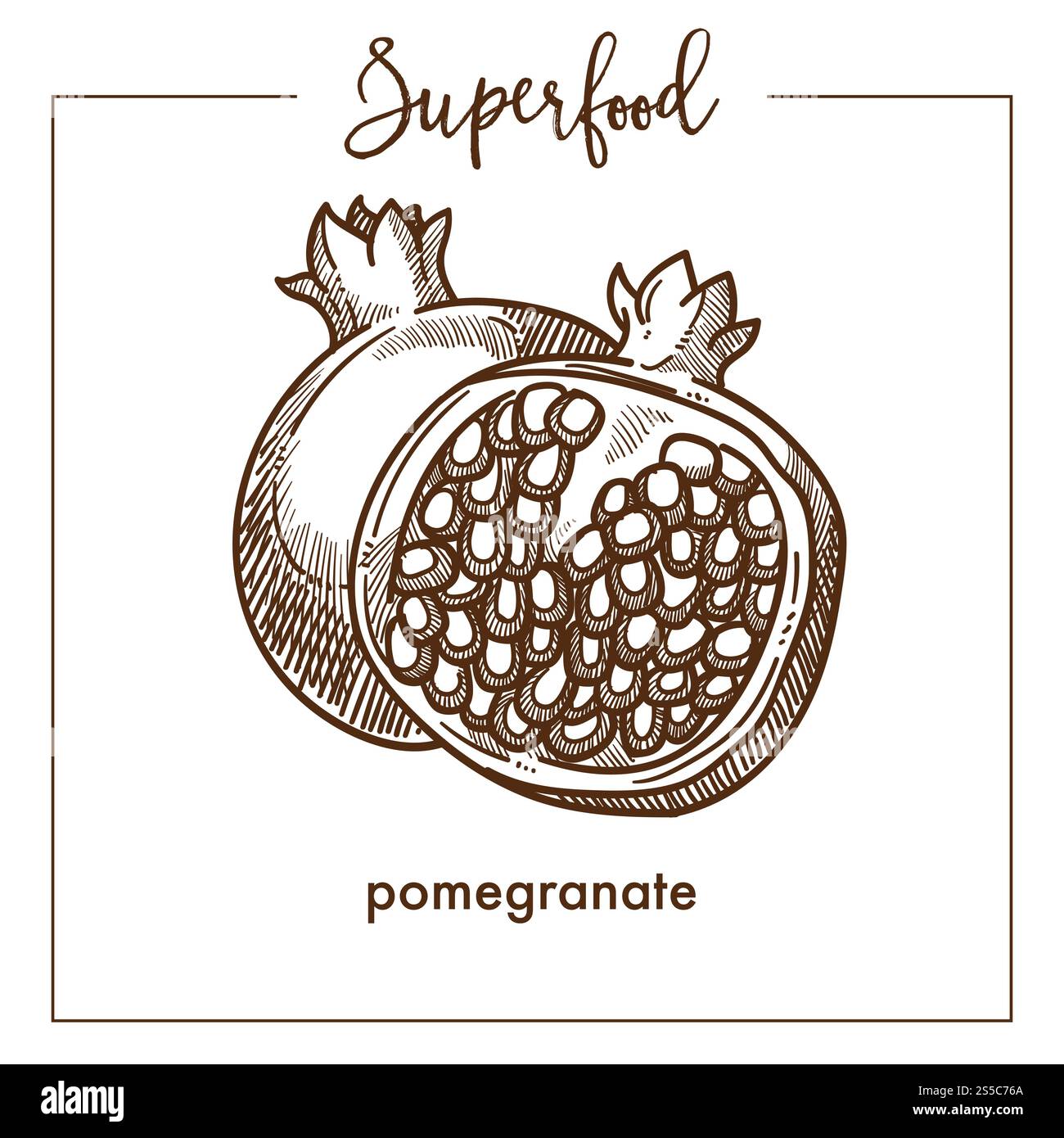 Pomegranate cut in half monochrome superfood sepia sketch. Delicious ...