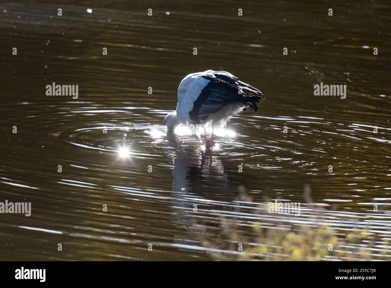 Stork stands in shallow water hi-res stock photography and images - Alamy