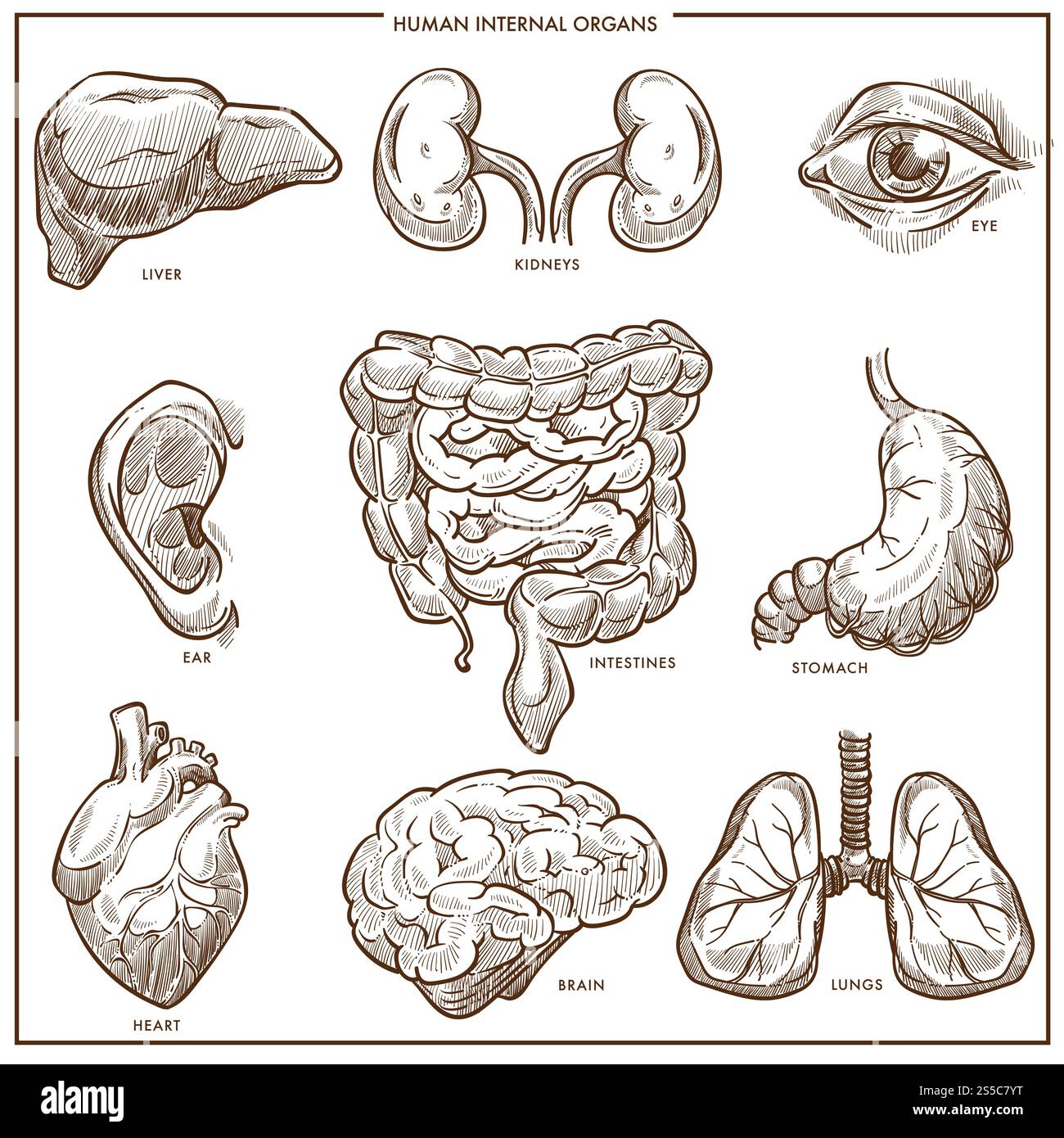 Human internal organs vector sketch of liver, kidney and eye or ear and ...