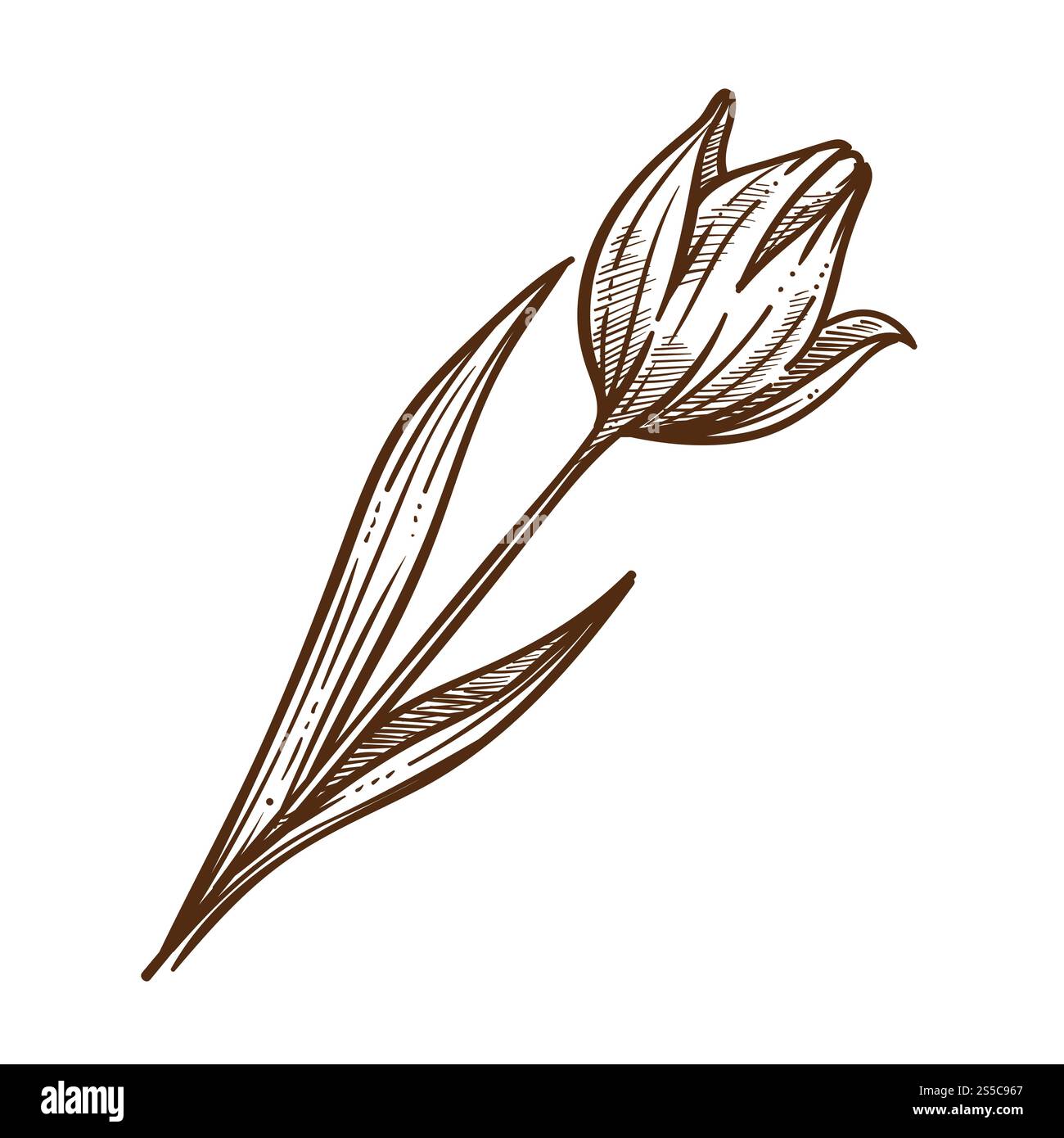 Flower tulip leaf monochrome sketch outline. Bulbous spring-flowering ...